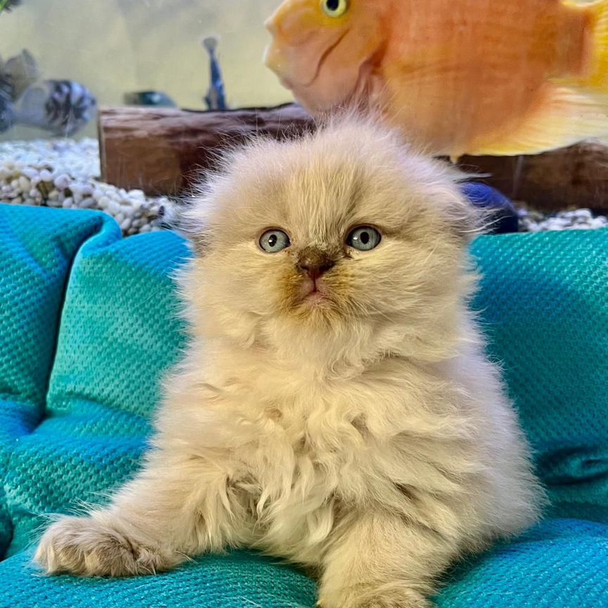 Шотландские вислоухие котята Блю поинт