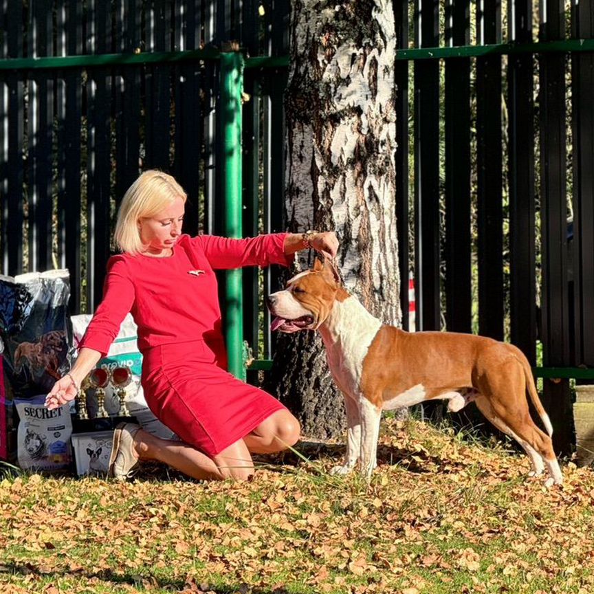 Вязка кобель Американский стаффордширский терьер