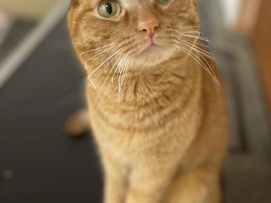 Кот Шерлок Холмс