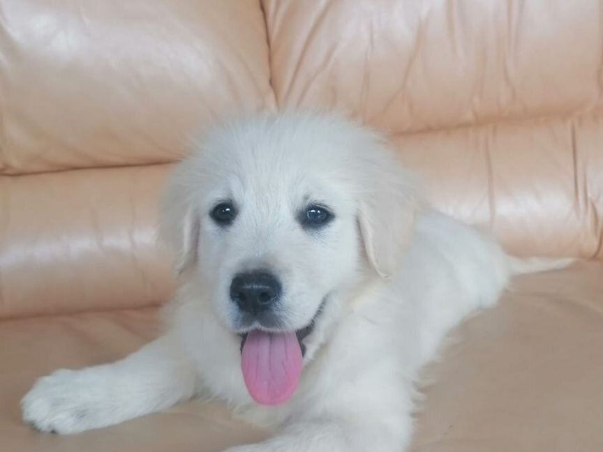 Золотое счастье в дом (Голден ретривер)