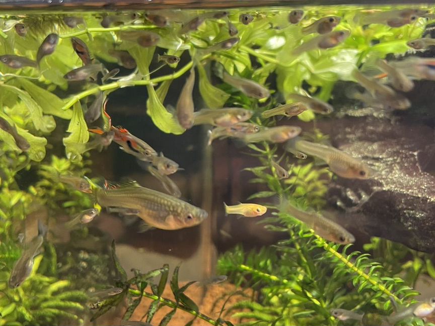 Рыбки гуппи