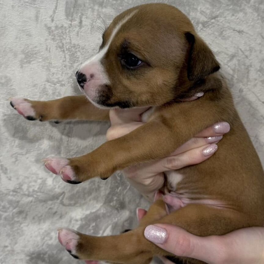 Американский стаффордширский терьер, щенок