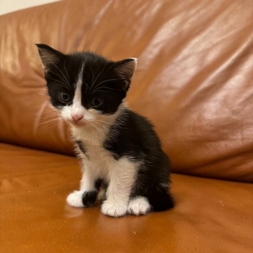 Котятенок в добрые руки
