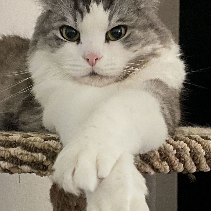 Котейка бесплатно