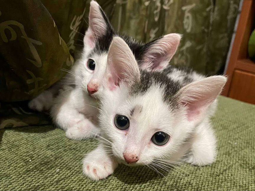 Пушыстики кошечки