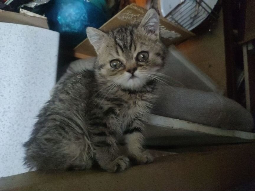 Кот экзот Сашечка 3 мес