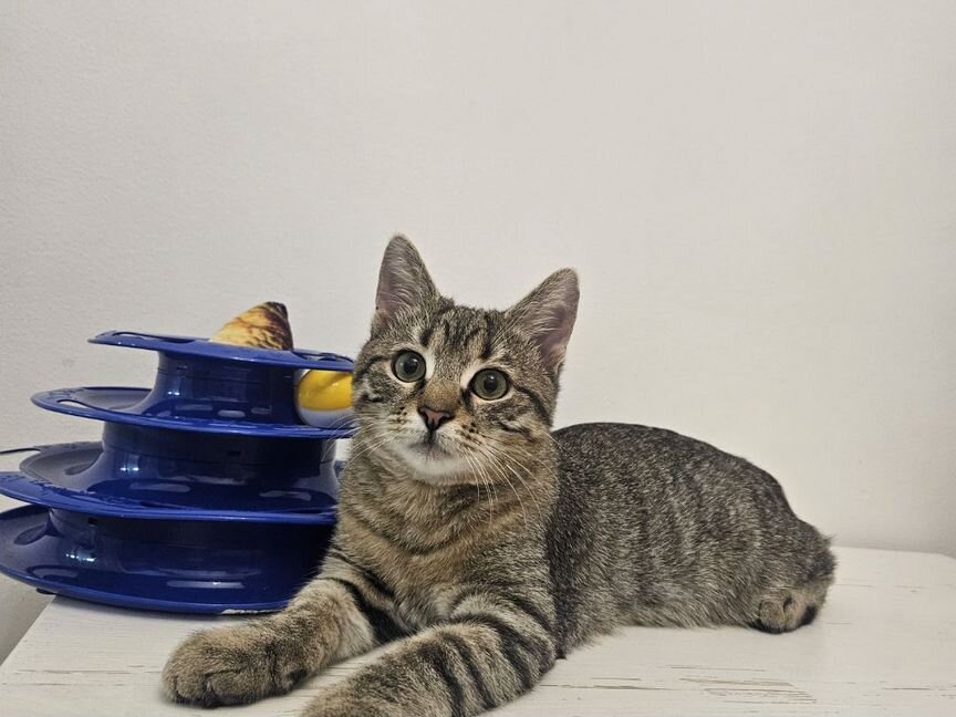 Полосатик Симба