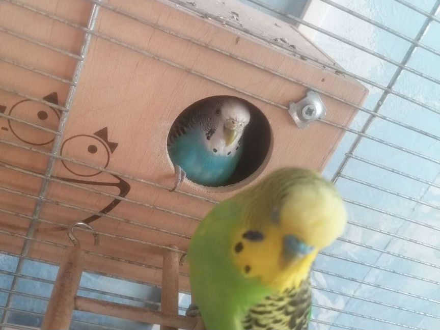 Волнистые попугаи ручные