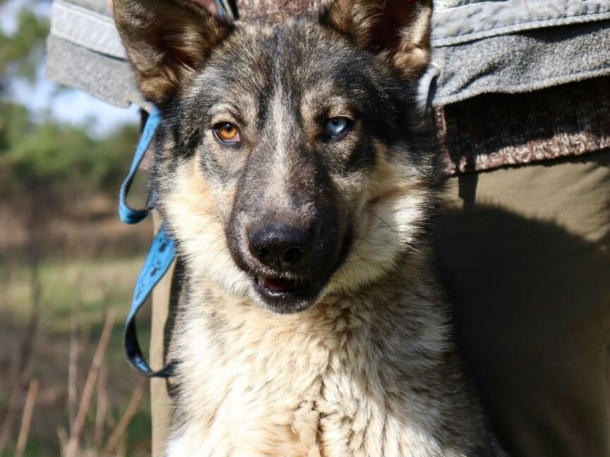 Красавица Тайга в добрые руки