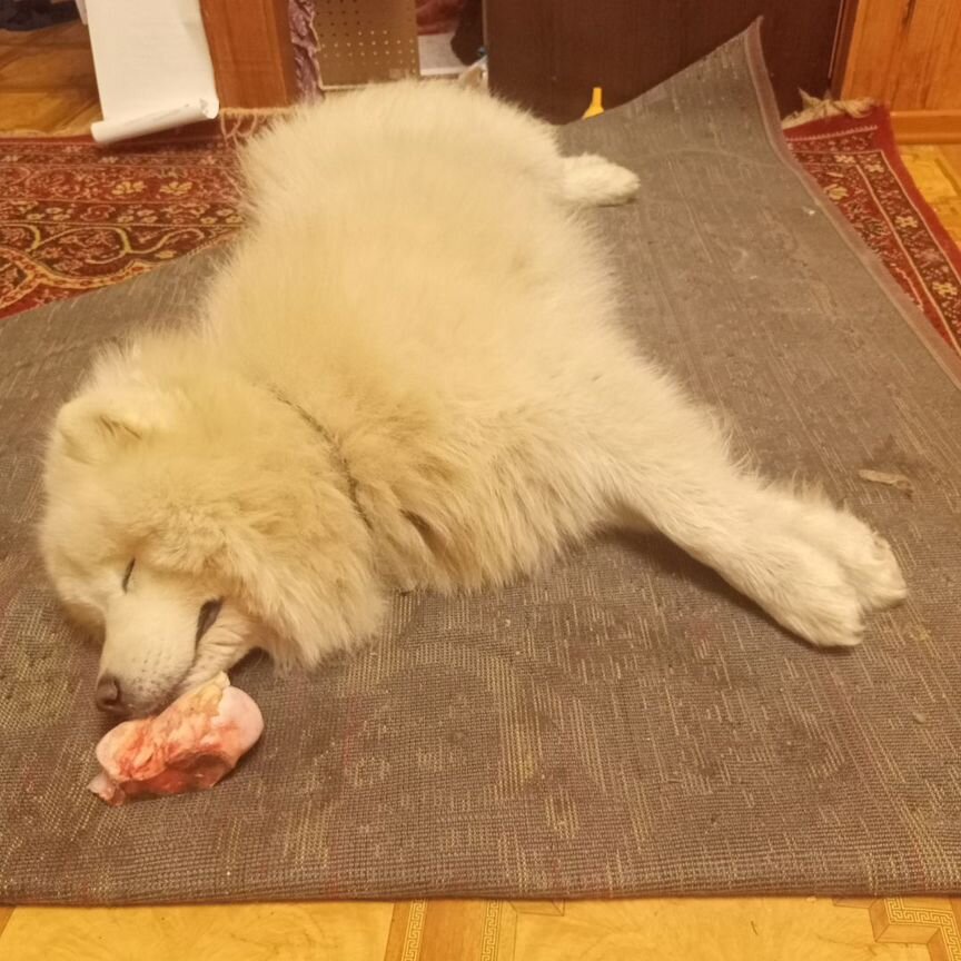 Пропажа самоеда