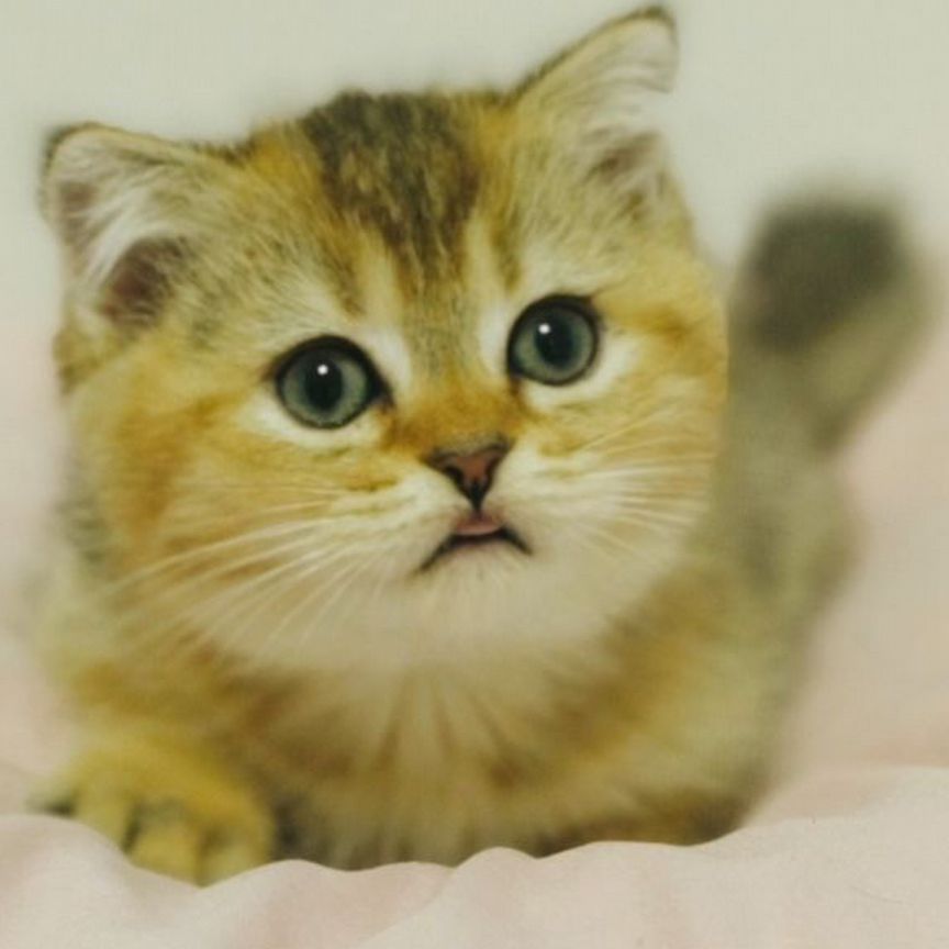 Британский короткошёрстный котёнок