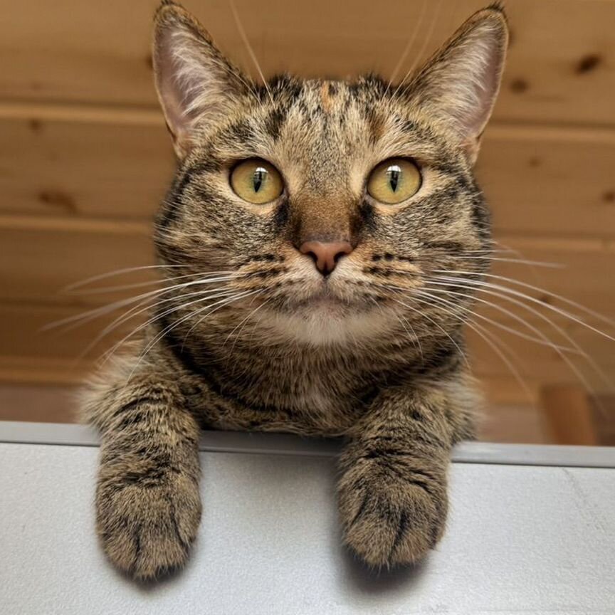 Взрослая, кошка в добрые руки