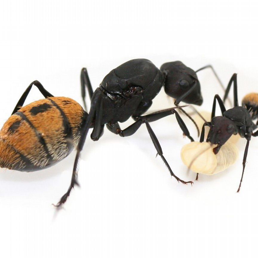 Муравьи Camponotus fulvopilosus