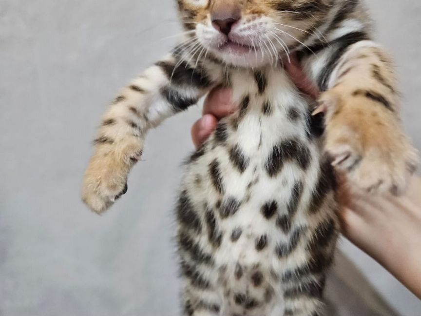 Бенгальские котята