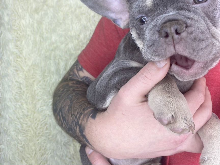 Французский бульдог лиловый мальчик