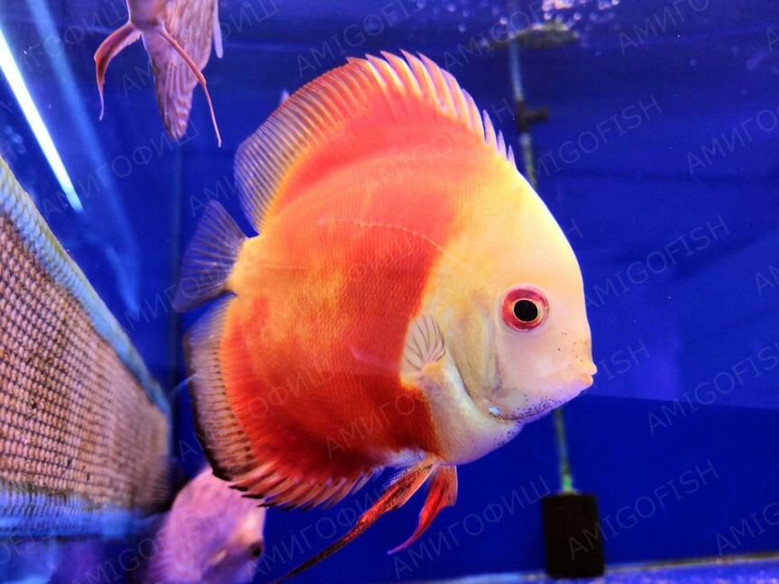Дискус Мальборо белоголовый (Discus White Face Ma