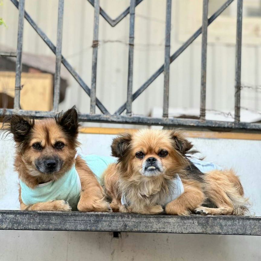 Маленькие собачки ищут дом