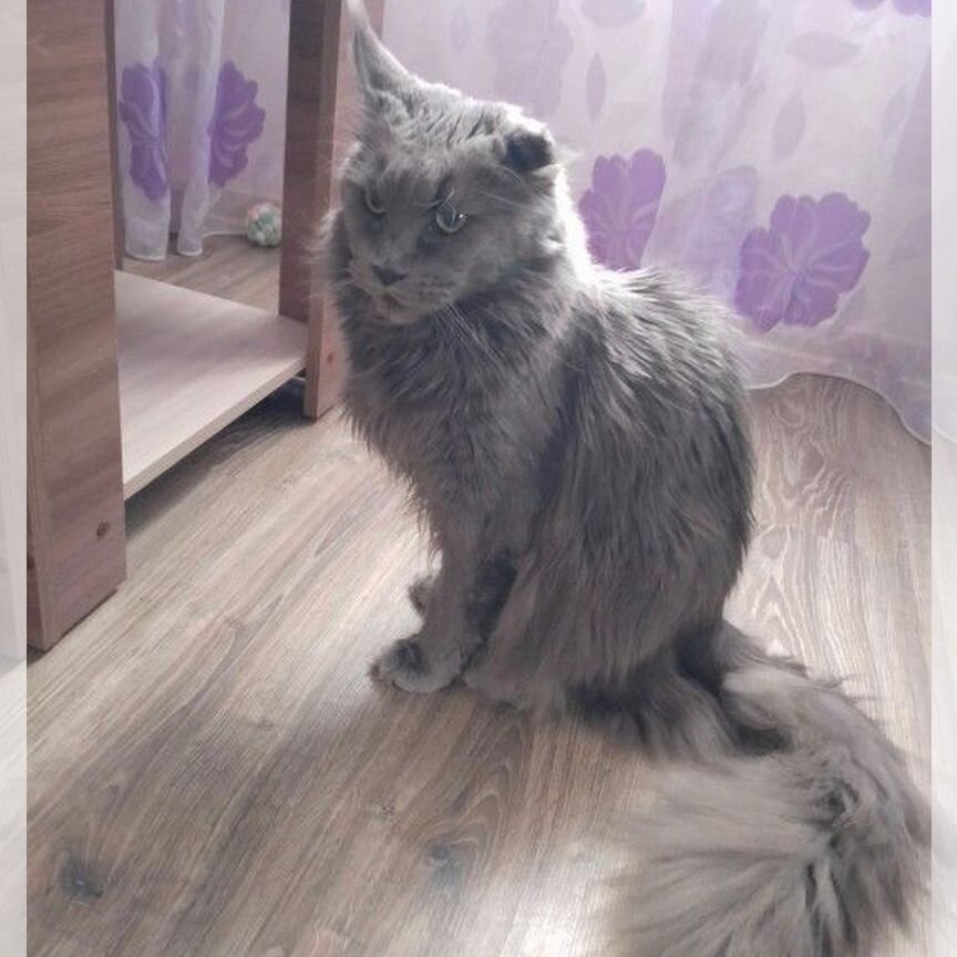 Кошка мейкун