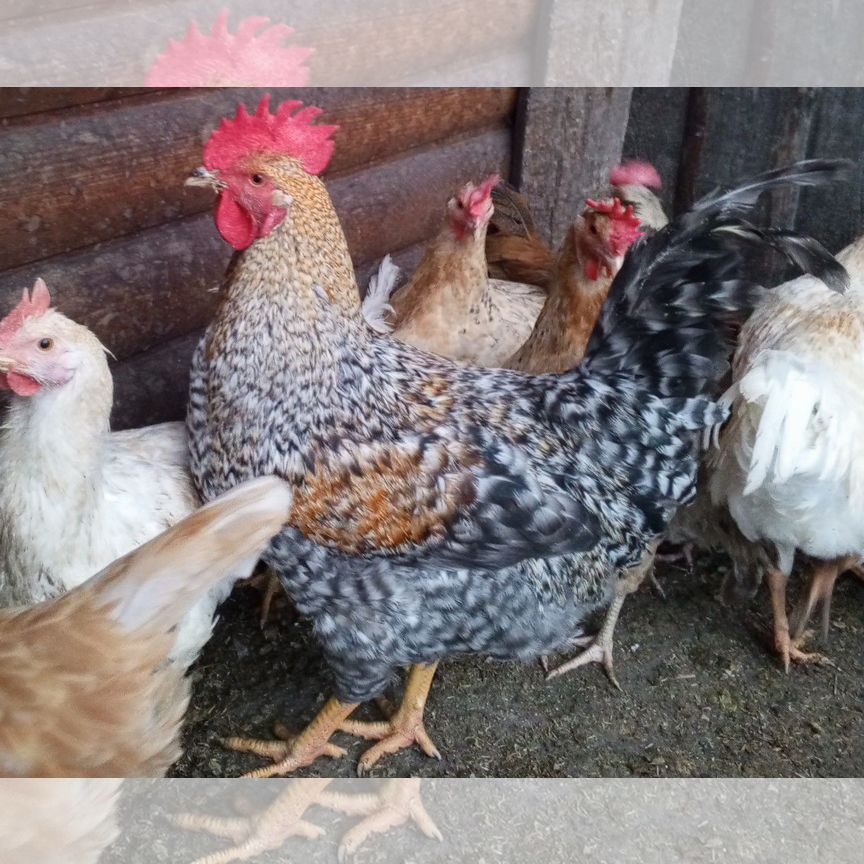 Куры петухи