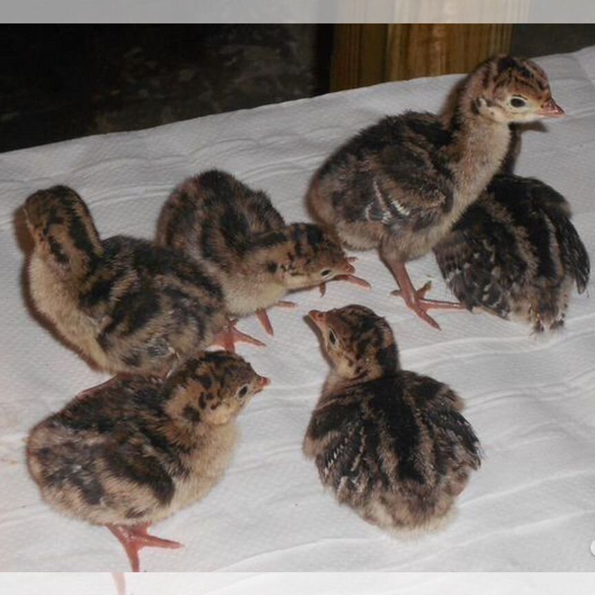 Индюшата бронза северокавказская