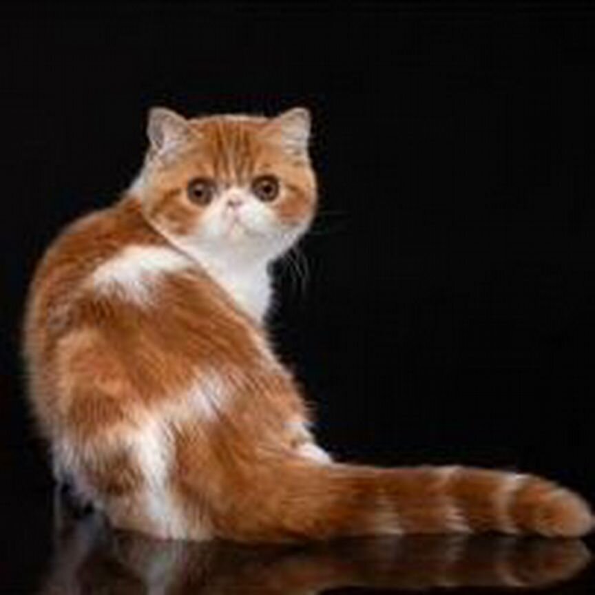 Экзотическая кошечка