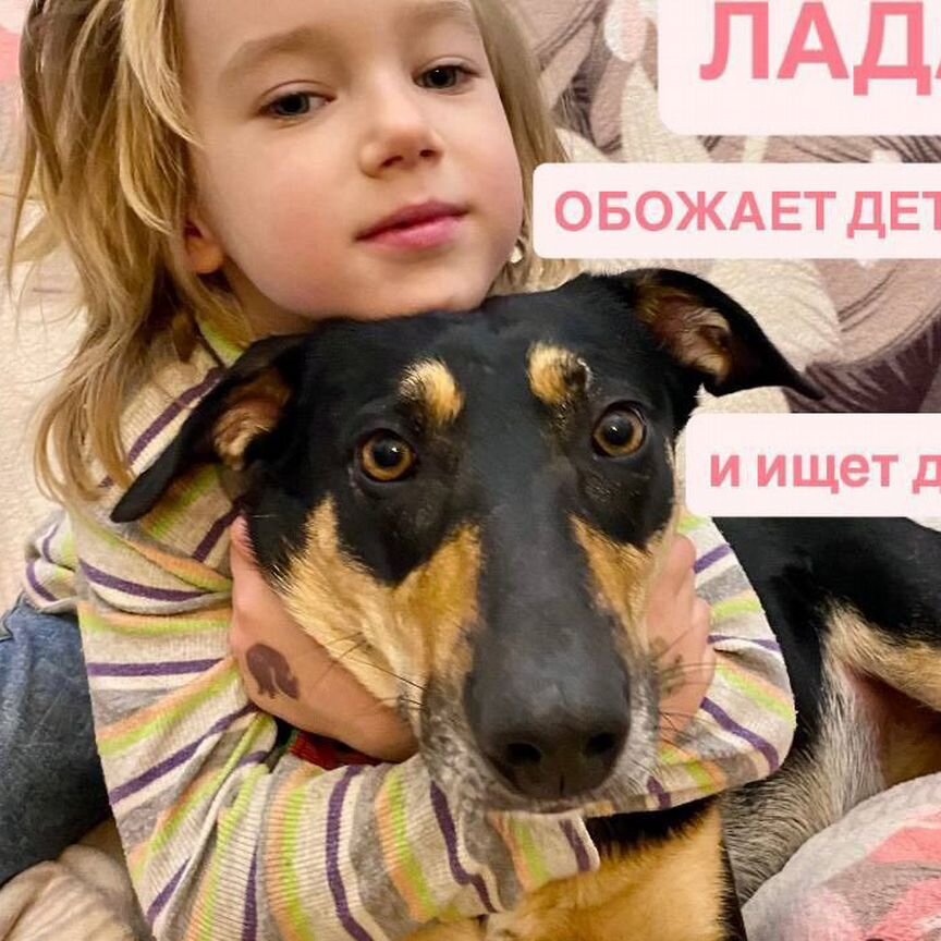 Взрослая собака в добрые руки