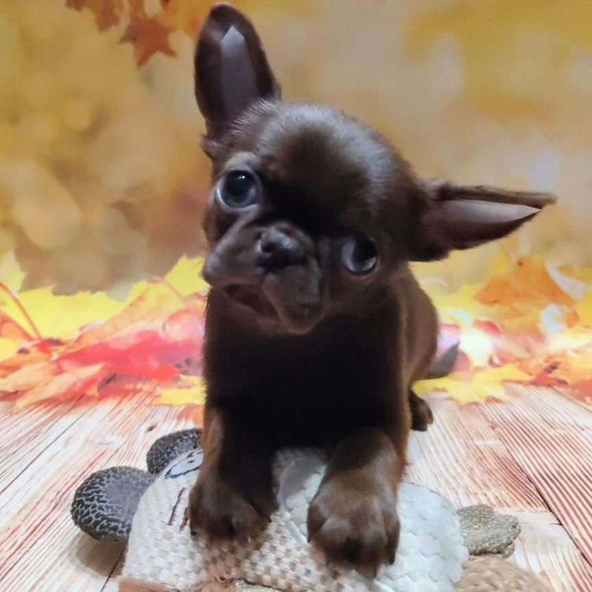 Чихуахуа, щенок