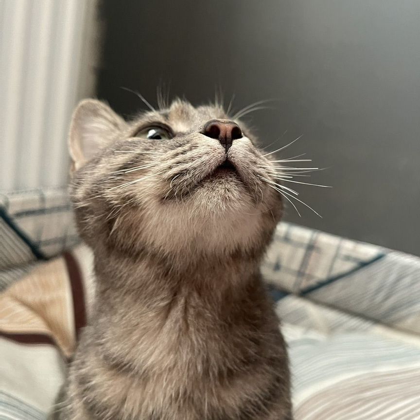 Котята в добрые руки бесплатно приучены к лотку