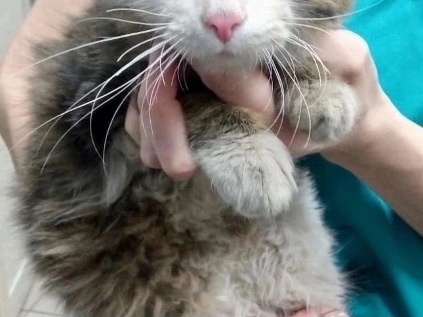 Спасите котеньку