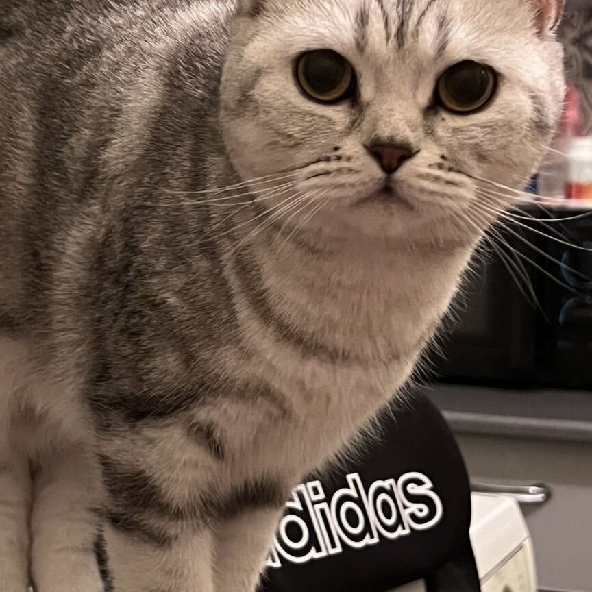 Шотландская кошка