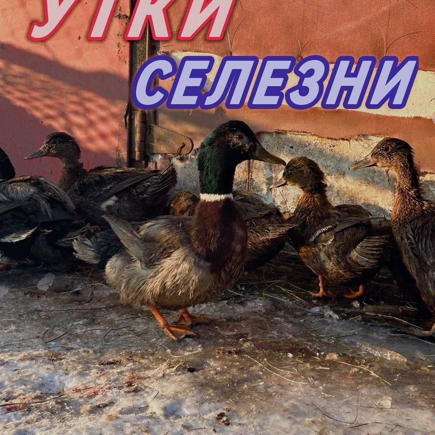 Подсадные утки для охоты