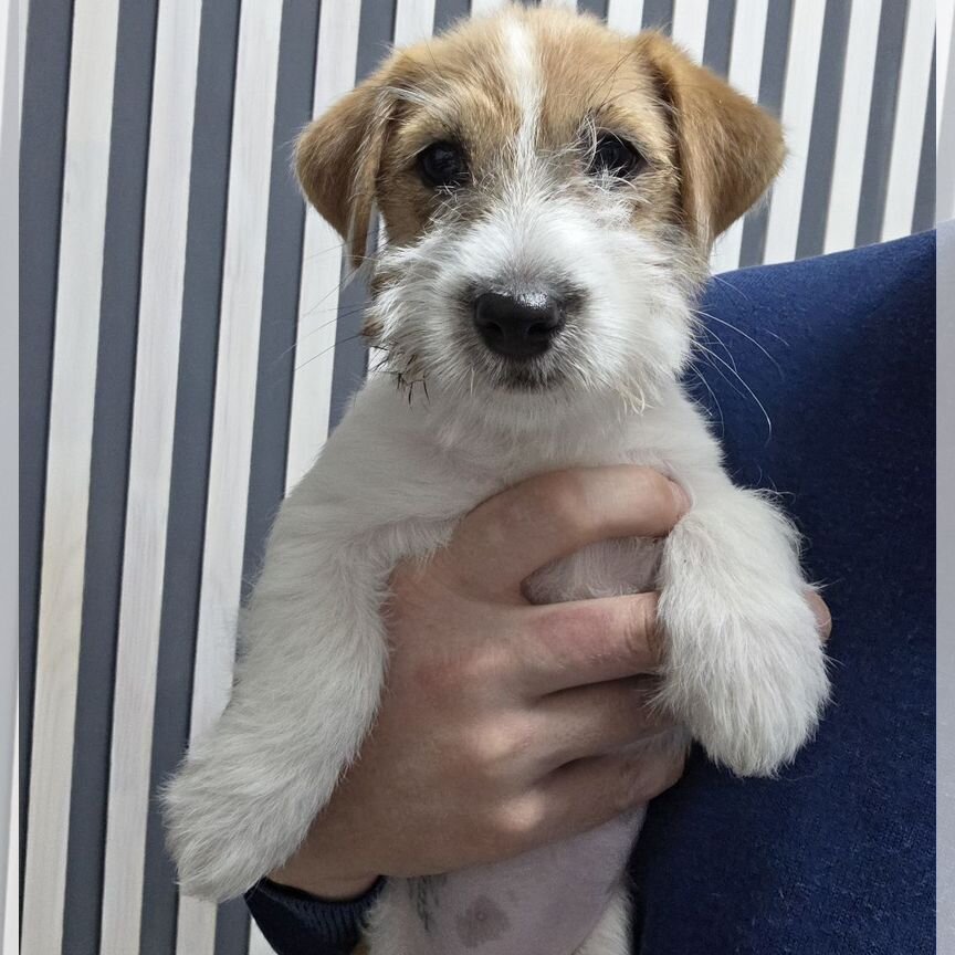 Джек-рассел-терьер, щенок