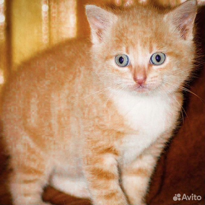 Рыжий котенок мальчик малыш