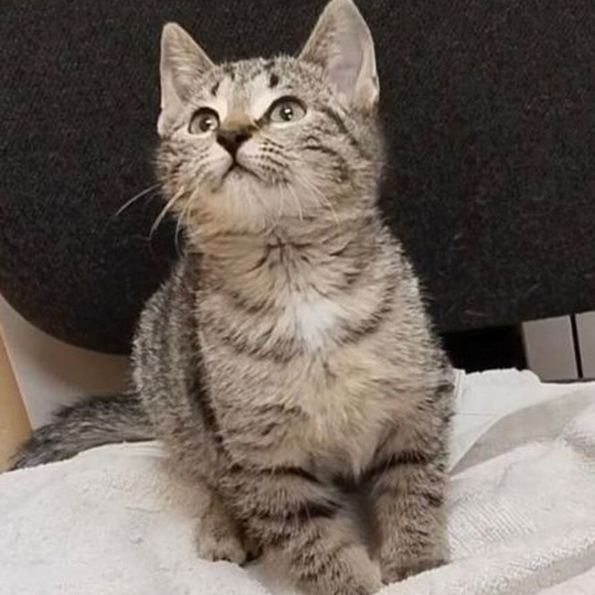 Котенок