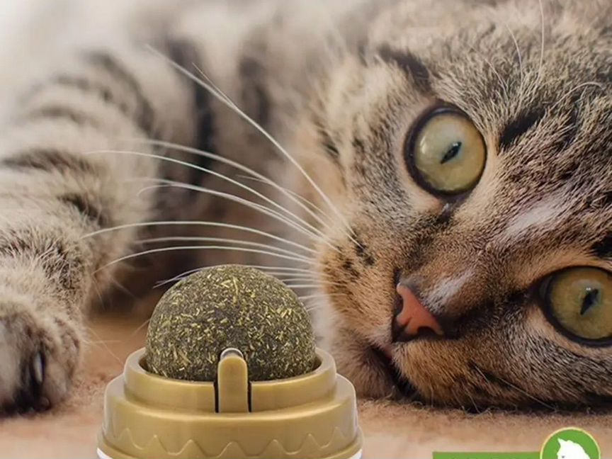 Кошачья мята оптом