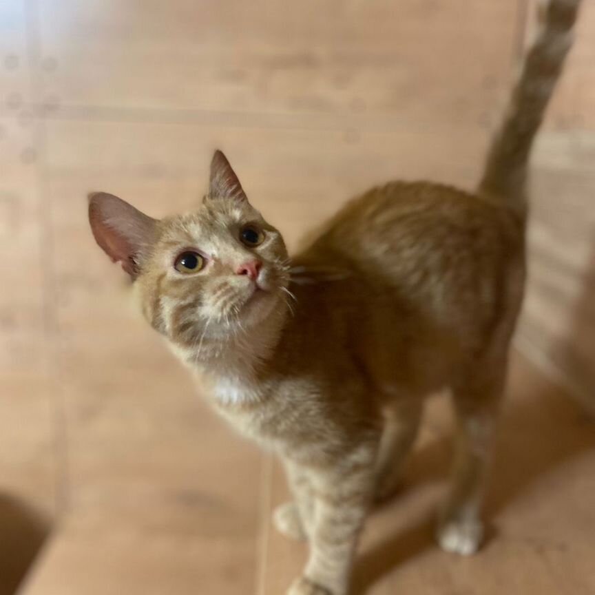 Ласковый рыжик