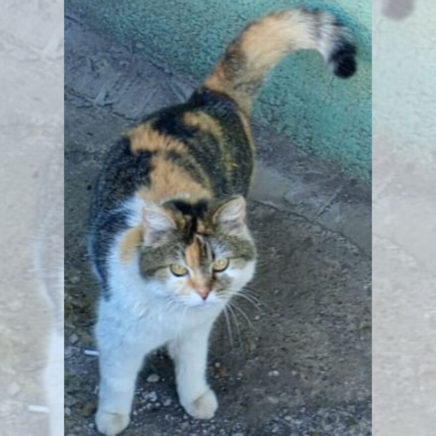 Кошка