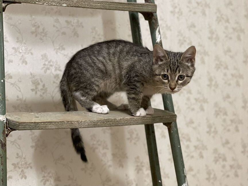 Нежнейшая котенок-девочка ищет самый лучший дом