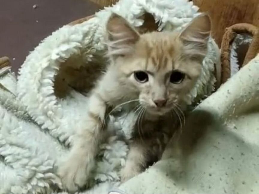 Рыжий котенок в добрые руки в дар