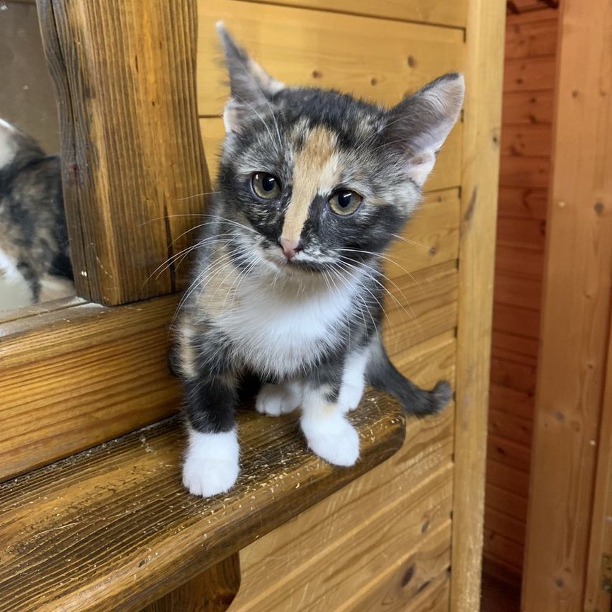 Отдам трехцветных котят в добрые руки