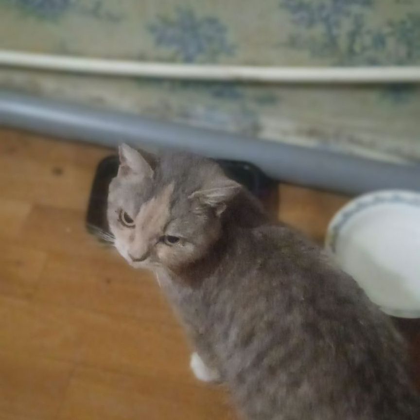 Кошка в дар бесплатно