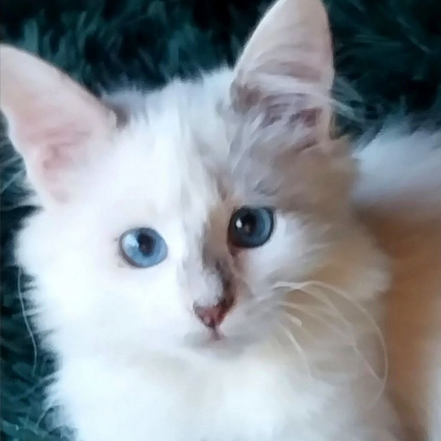 Пуша ищет человека