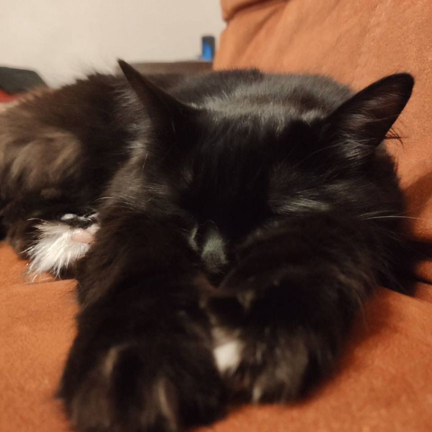 Кошка в добрые руки