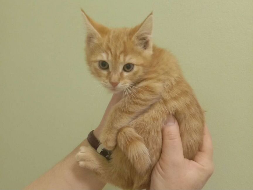 Котятки