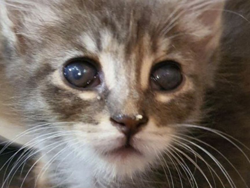 Кошечка Ася