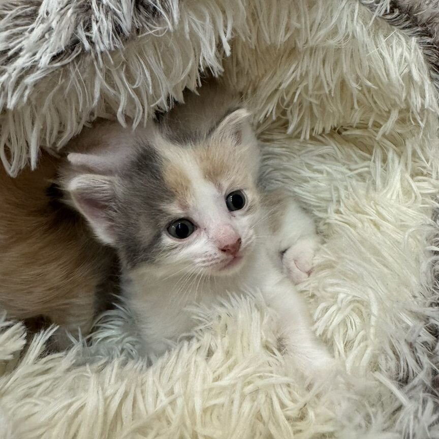 Котенок