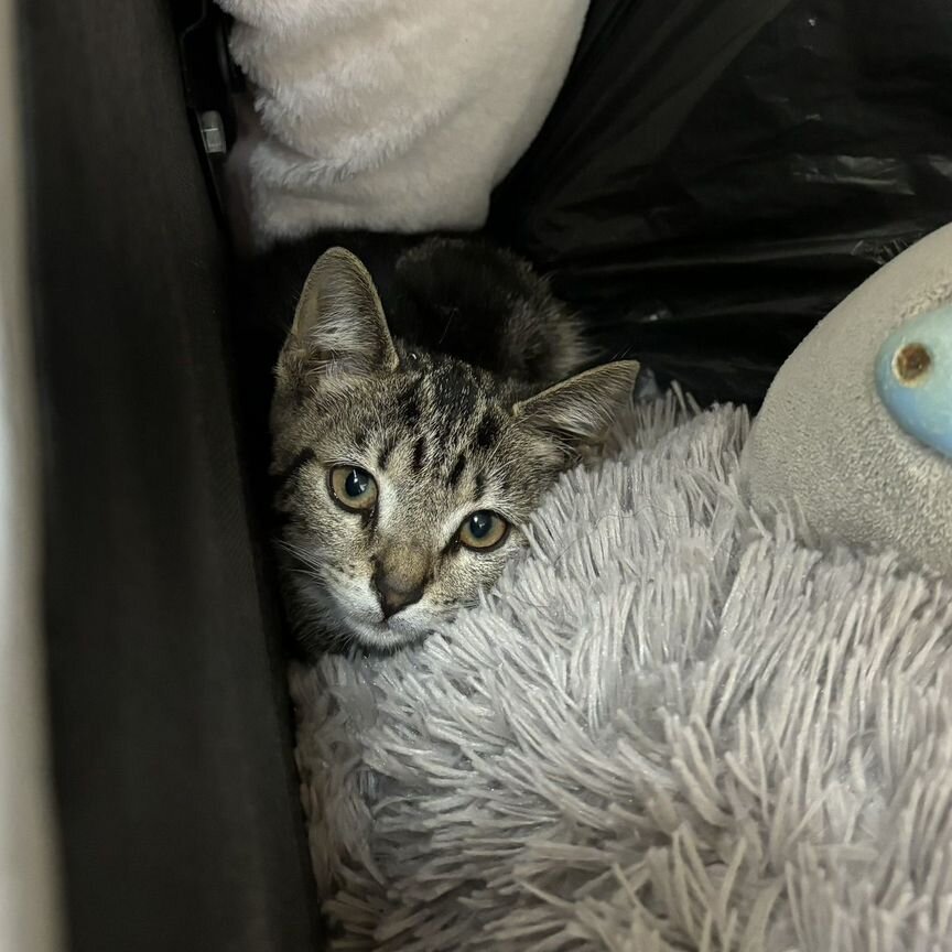 Котенок в добрые руки
