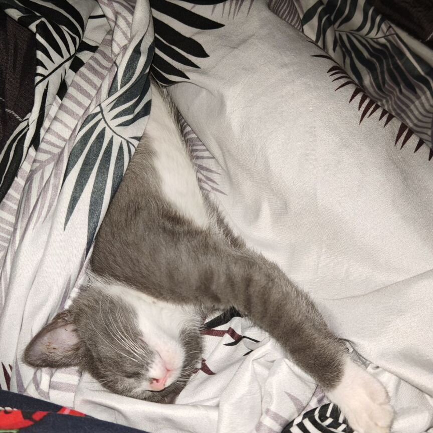 Котёнок в добрые руки