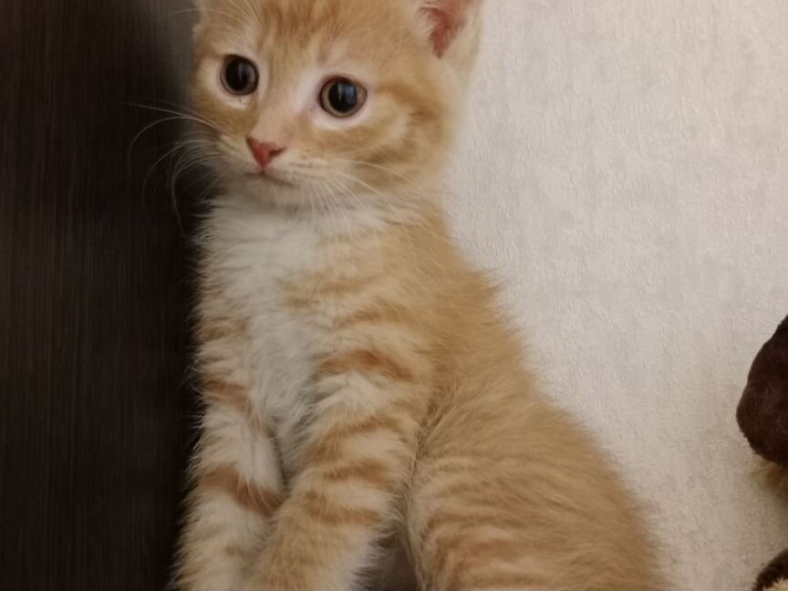 Рыжий котенок мальчик