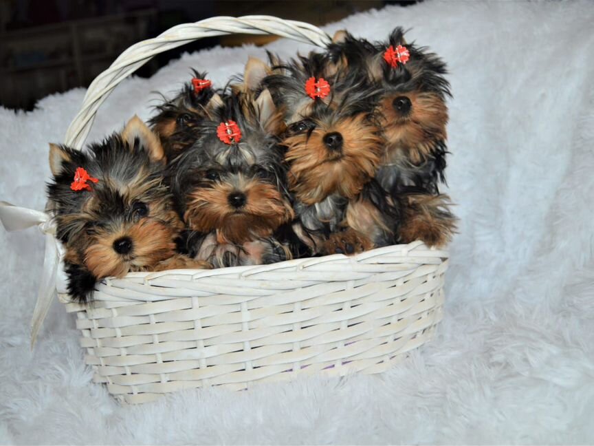 Щенки йоркширского терьера РКФ